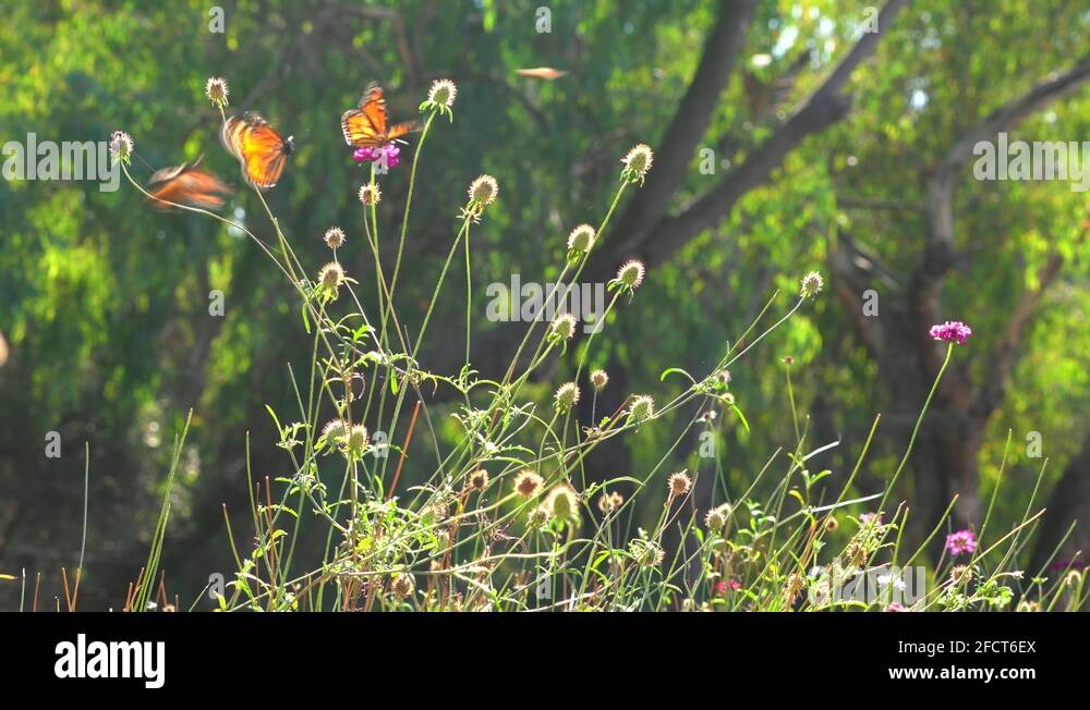 Monarch butterflies flying migration Stock Videos & Footage - HD and 4K ...