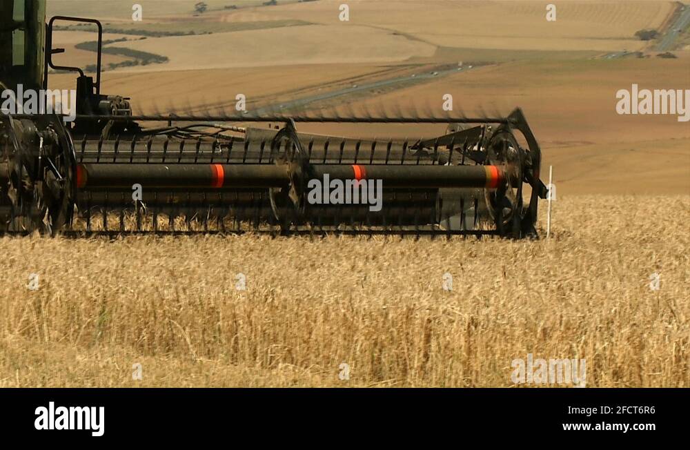 Tractor swather / windrower thrashes dry grain in yellow farming lands ...