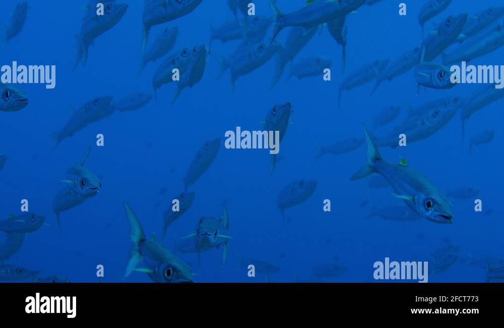 Bigeye barracuda (Sphyraena forsteri) swim in the clear, blue waters ...