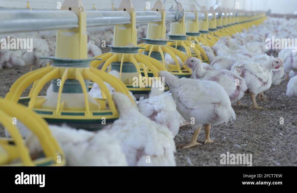 Modern chicken farm Stock Videos & Footage - HD and 4K Video Clips - Alamy