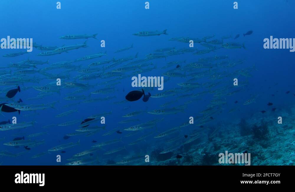 Bigeye barracuda (Sphyraena forsteri) swim in the clear, blue waters ...