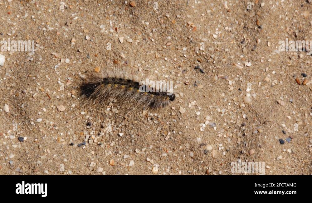 Caterpillar rash Stock Videos & Footage - HD and 4K Video Clips - Alamy