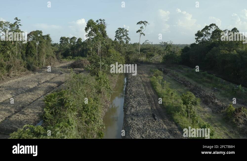 Rainforest logging deforestation Stock Videos & Footage - HD and 4K ...