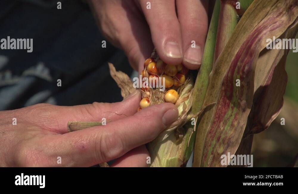 Poor corn Stock Videos & Footage - HD and 4K Video Clips - Alamy