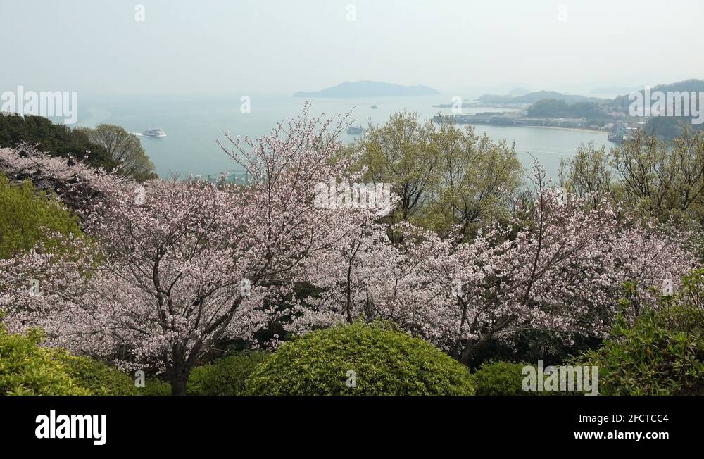 Hiroshima sakura Stock Videos & Footage - HD and 4K Video Clips - Alamy