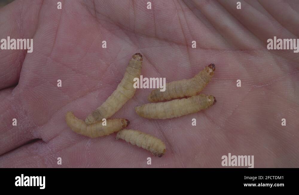 Palm moth Stock Videos & Footage - HD and 4K Video Clips - Alamy