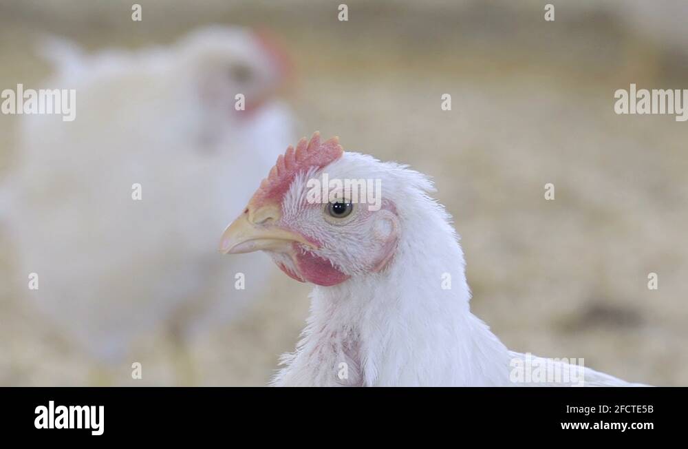 Pure breed hen chicken Stock Videos & Footage - HD and 4K Video Clips ...