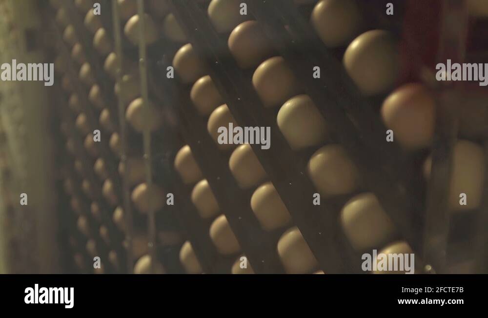 Chicken hatchery Stock Videos & Footage - HD and 4K Video Clips - Alamy