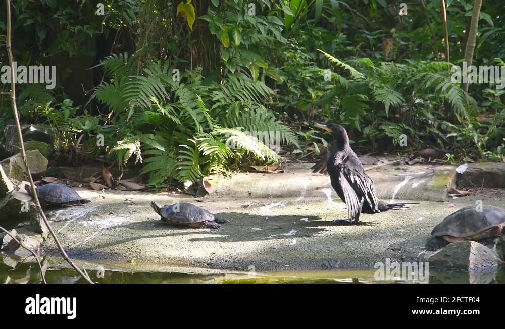 Black Duck Is Flapping Wings - Static Stock Video Footage - Alamy