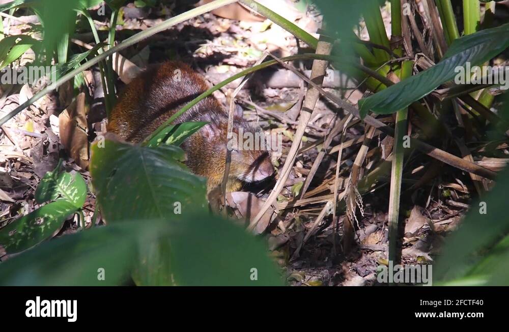 Animals of brazil Stock Videos & Footage - HD and 4K Video Clips - Alamy