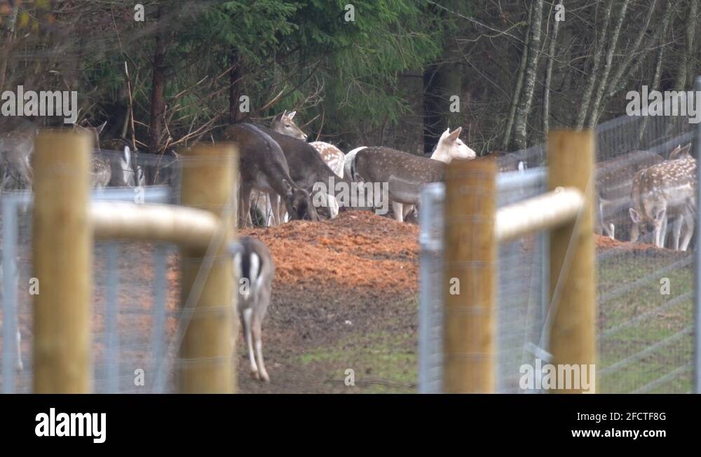 Farming fallow deer Stock Videos & Footage - HD and 4K Video Clips - Alamy