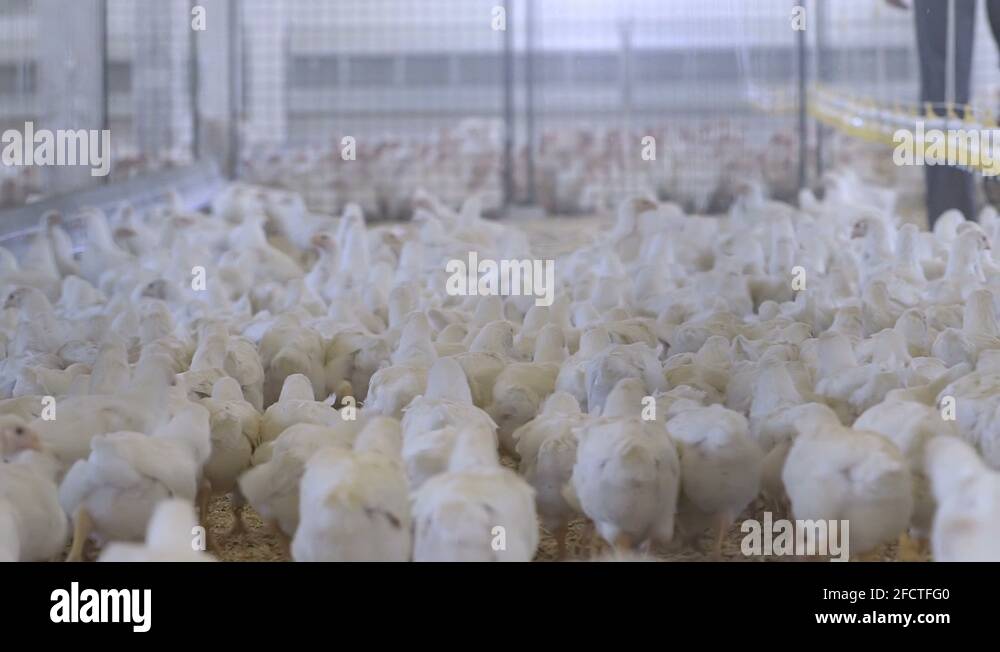 Cockerel chicken run Stock Videos & Footage - HD and 4K Video Clips - Alamy