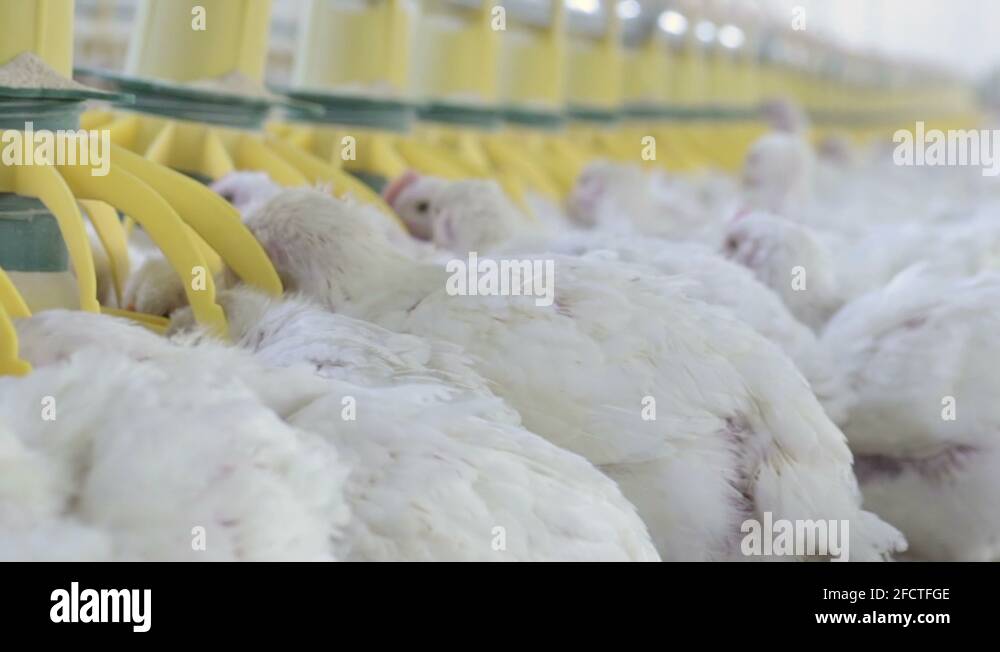 Grain eating animals Stock Videos & Footage - HD and 4K Video Clips - Alamy