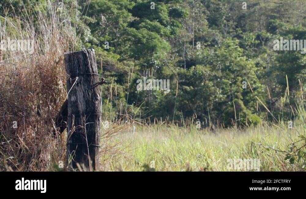 Wooden Strainer Post Gateway with Green Pasture and Rainforest, Static ...