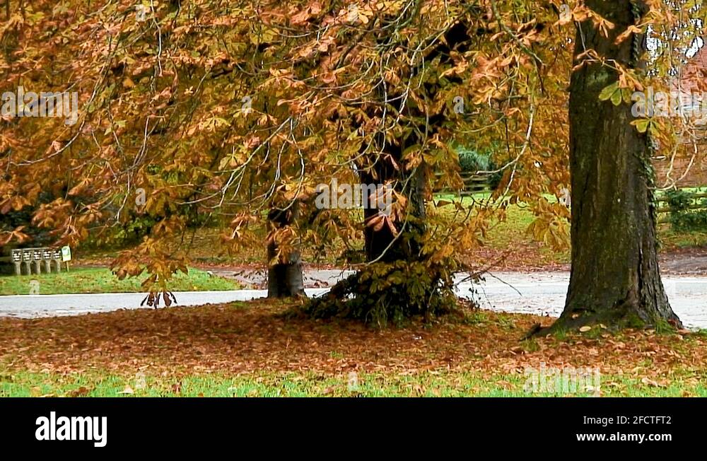 Trees losing their leaves Stock Videos & Footage - HD and 4K Video ...