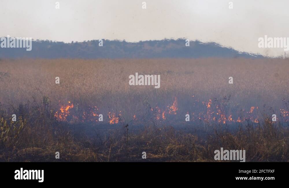 Pasture on Fire in African Savanna. Burning Ground and Grass With Smoke ...