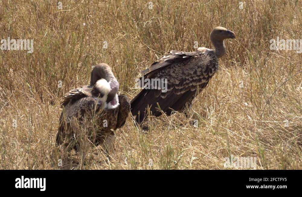 African Vulture Couple in Pasture of African Savanna, Close Up. Bird in ...