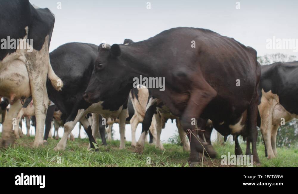 Skinny cows Stock Videos & Footage - HD and 4K Video Clips - Alamy