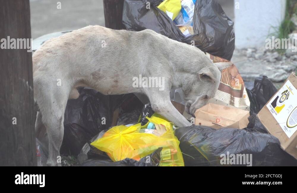Starving dog Stock Videos & Footage - HD and 4K Video Clips - Alamy