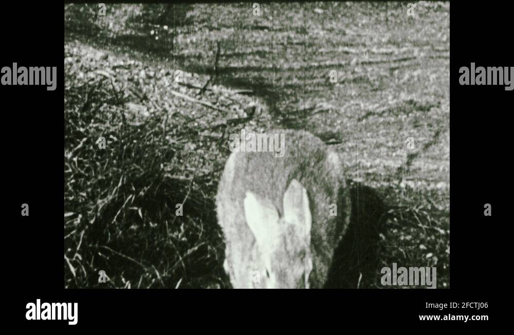 Shot rabbit Stock Videos & Footage - HD and 4K Video Clips - Alamy