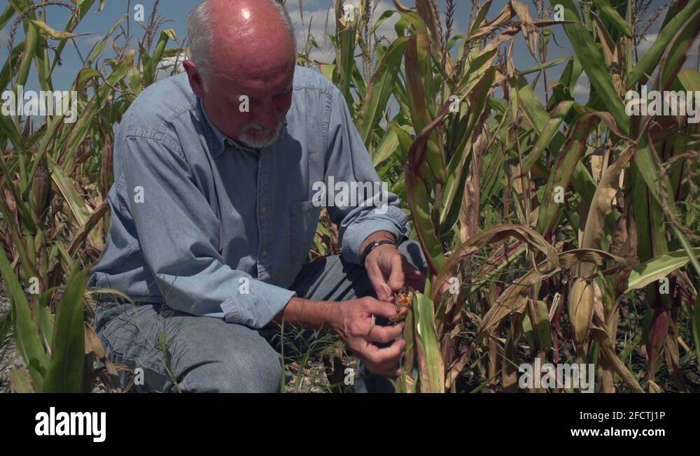 Poor corn Stock Videos & Footage - HD and 4K Video Clips - Alamy