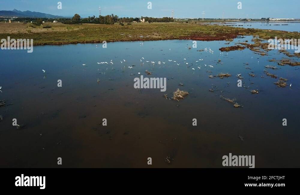 Low flying birds Stock Videos & Footage - HD and 4K Video Clips - Alamy