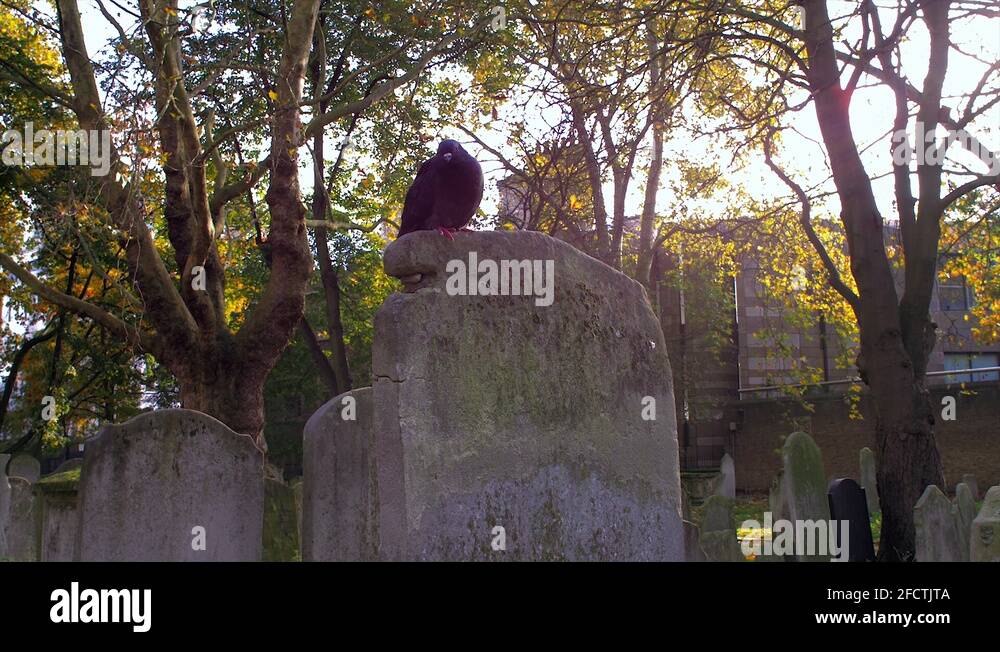 Full bird Stock Videos & Footage - HD and 4K Video Clips - Alamy