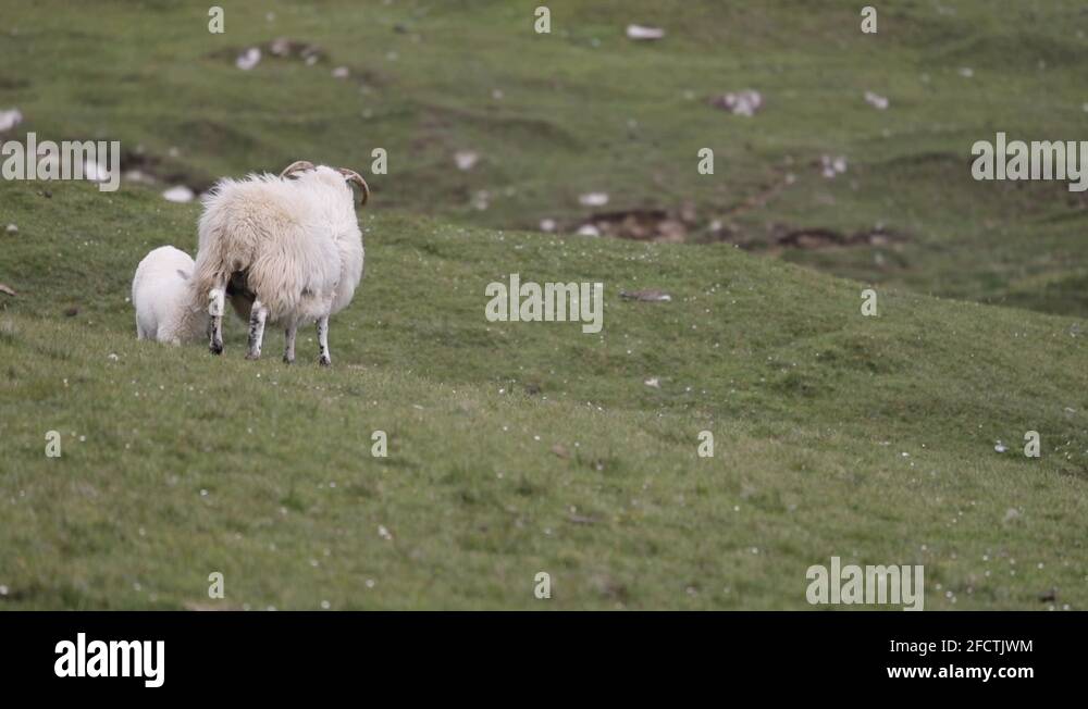 Traditional farming scotland Stock Videos & Footage - HD and 4K Video ...