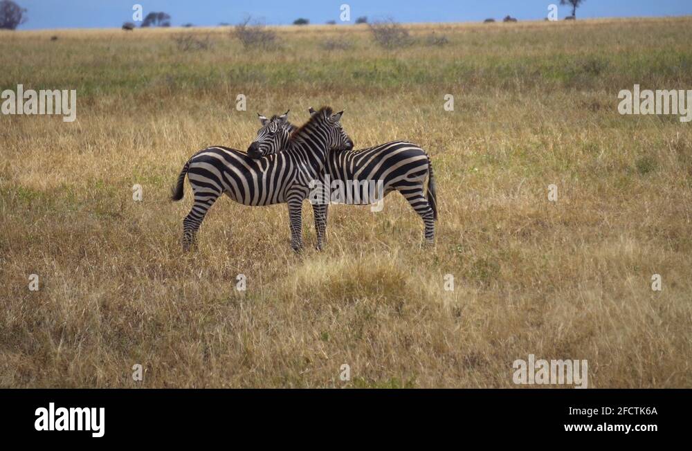 Zebra Couple Cuddle Each Other With Heads. Wild Animals in Love and ...
