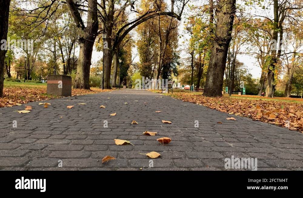 Trees path pathway Stock Videos & Footage - HD and 4K Video Clips - Alamy