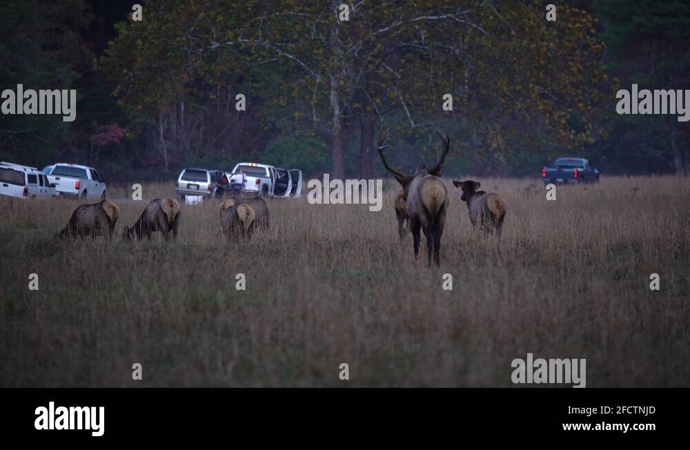 North people hunting Stock Videos & Footage - HD and 4K Video Clips - Alamy