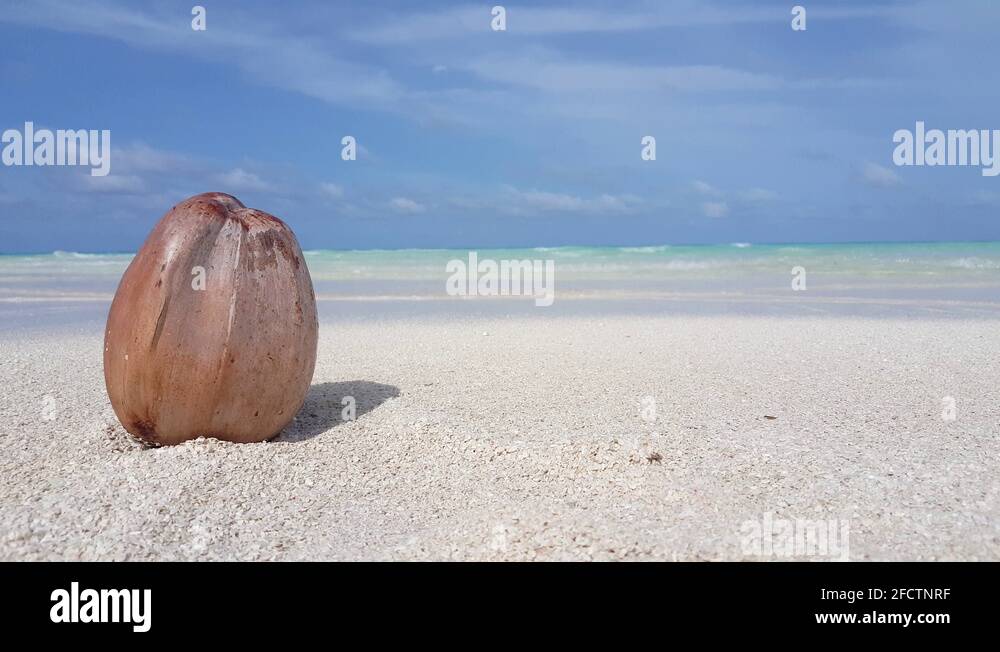 Heat coconut Stock Videos & Footage - HD and 4K Video Clips - Alamy