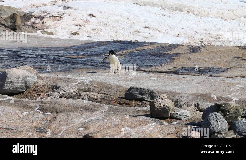 Antarctica penguins Stock Videos & Footage - HD and 4K Video Clips - Alamy