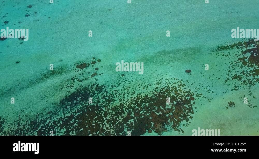 Black algae Stock Videos & Footage - HD and 4K Video Clips - Alamy