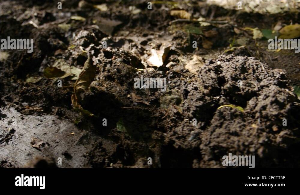 Muddy leaf Stock Videos & Footage - HD and 4K Video Clips - Alamy