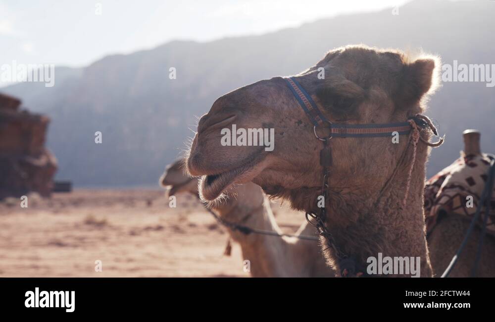 Camel tracks in the desert Stock Videos & Footage - HD and 4K Video ...