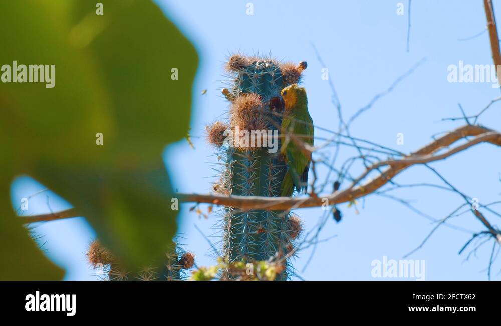 Animal eating cactus Stock Videos & Footage - HD and 4K Video Clips - Alamy
