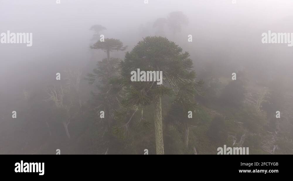 Araucaria araucana tree Stock Videos & Footage - HD and 4K Video Clips ...