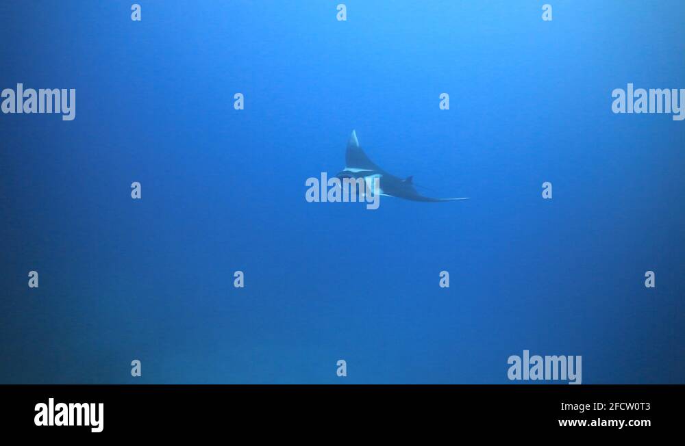 Manta Ray swimming close 1 Stock Video Footage - Alamy