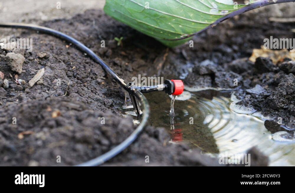 Drip irrigation tube of the garden with the water drops from the valves ...