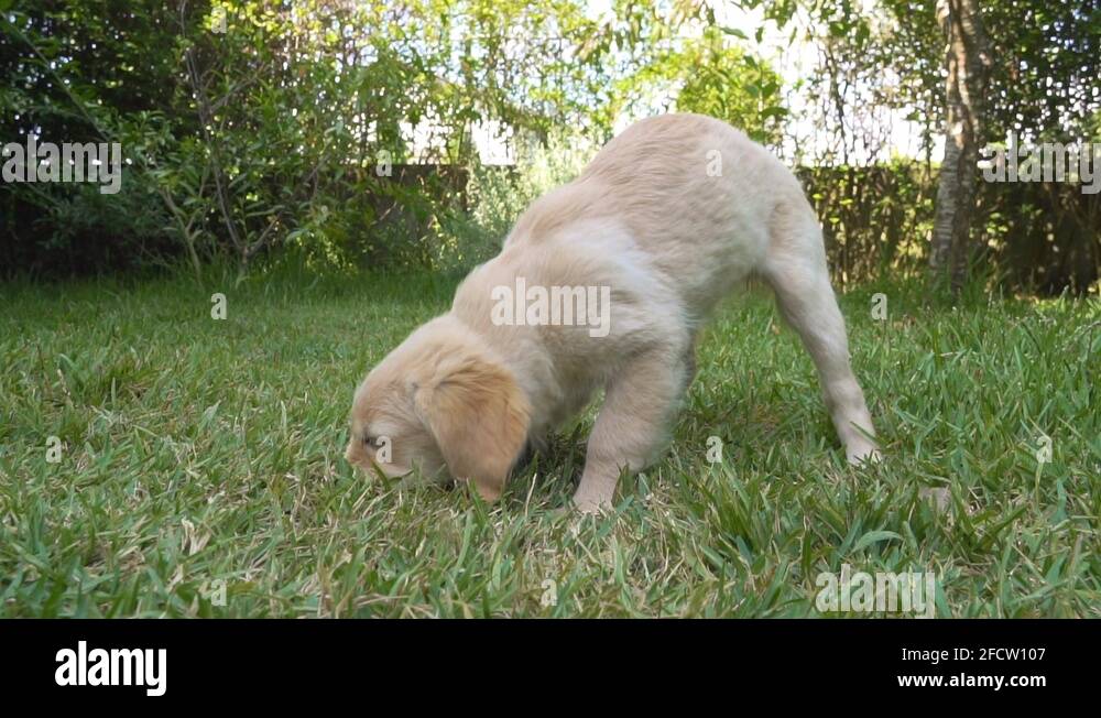 Golden retriever digging hole Stock Videos & Footage - HD and 4K Video ...