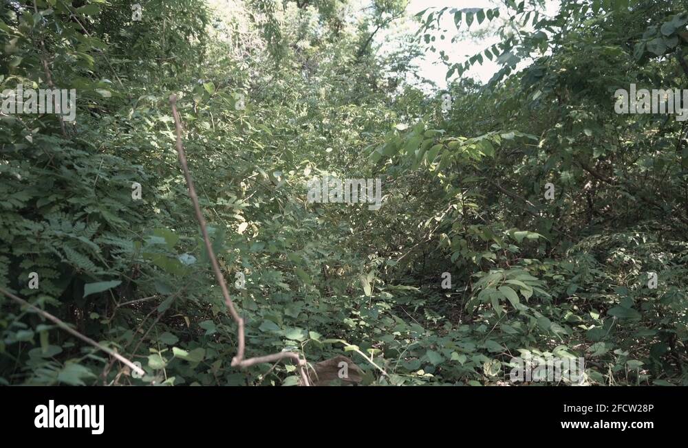 Natural ecosystem Stock Videos & Footage - HD and 4K Video Clips - Alamy