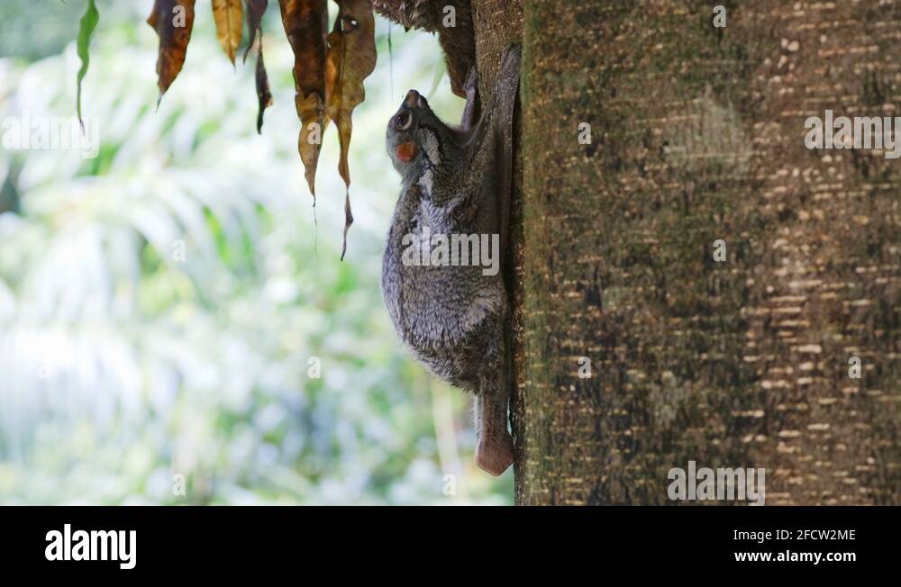 Langkawi fauna Stock Videos & Footage - HD and 4K Video Clips - Alamy