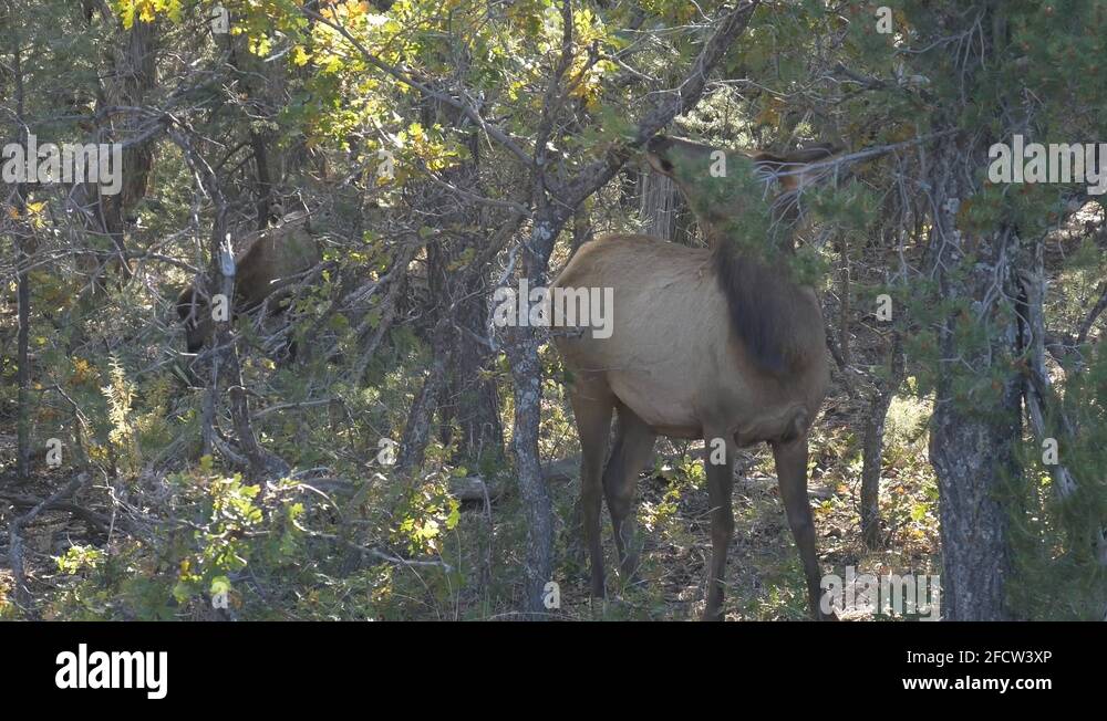 Grand canyon food Stock Videos & Footage - HD and 4K Video Clips - Alamy