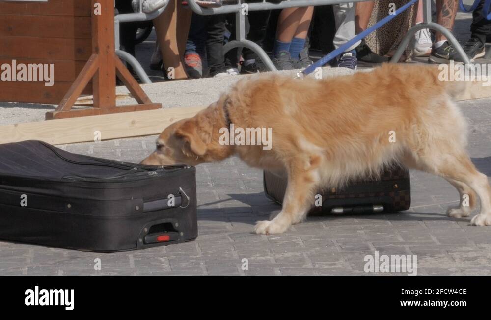 Explosives detection dog Stock Videos & Footage - HD and 4K Video Clips ...