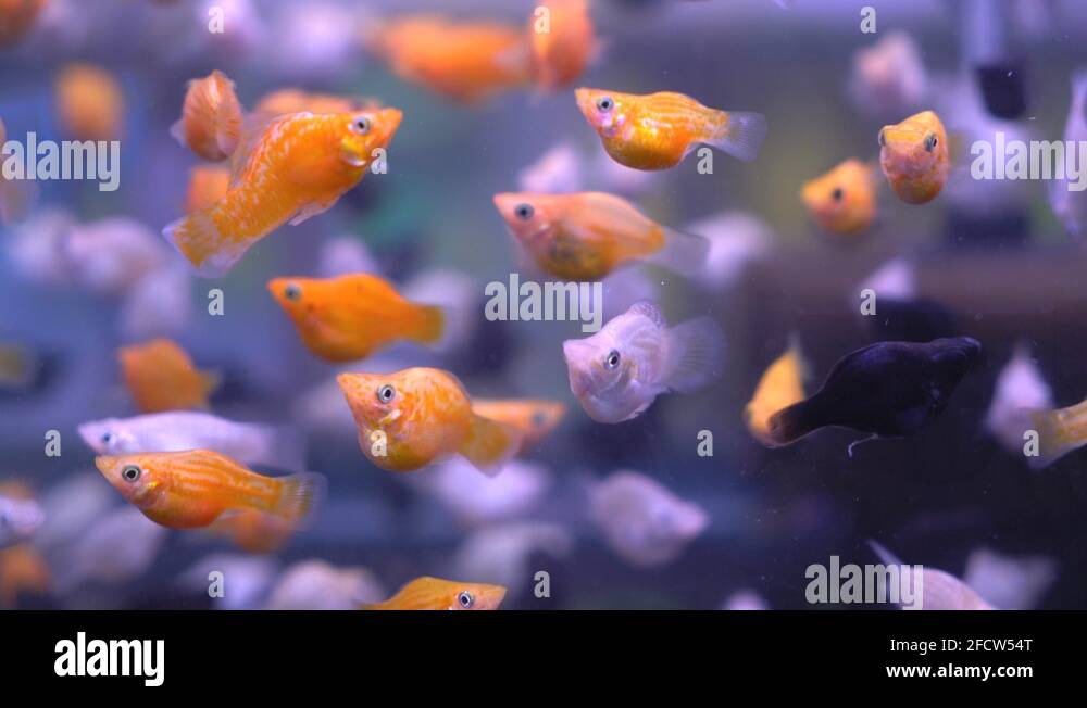 Balloon tank Stock Videos & Footage - HD and 4K Video Clips - Alamy