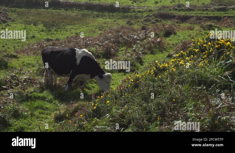 Grazing irish cow Stock Videos & Footage - HD and 4K Video Clips - Alamy