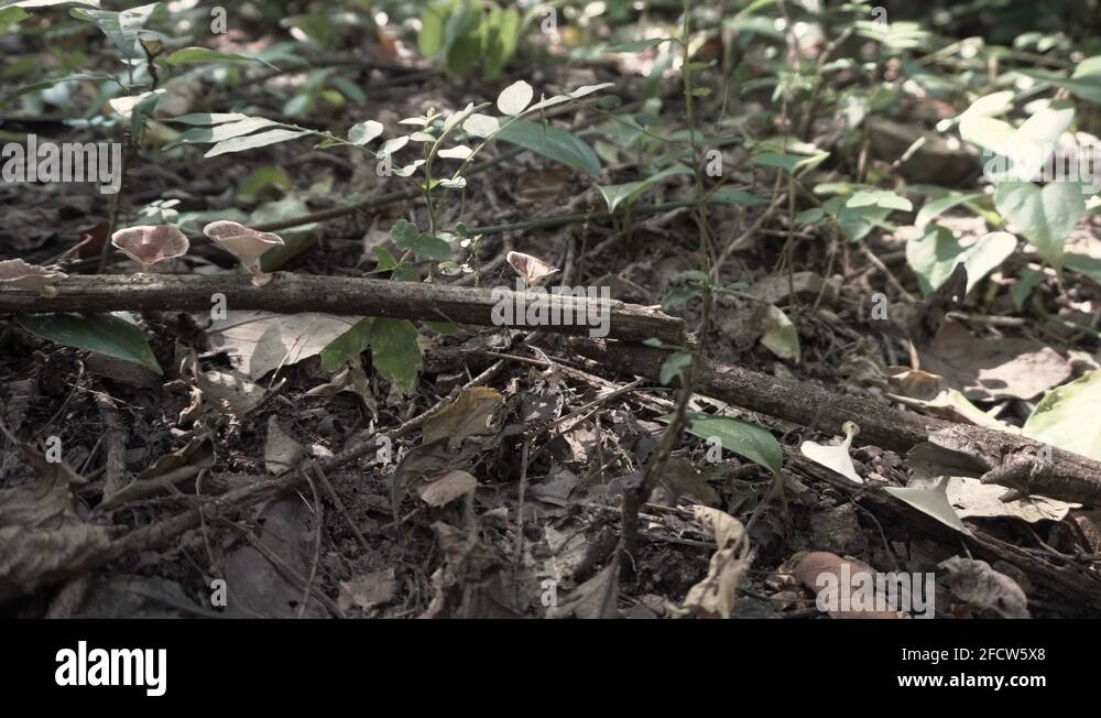 Rotten tree branch Stock Videos & Footage - HD and 4K Video Clips - Alamy