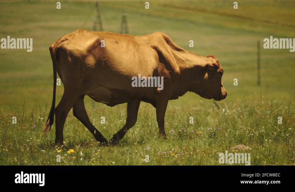 Cow branding Stock Videos & Footage - HD and 4K Video Clips - Alamy
