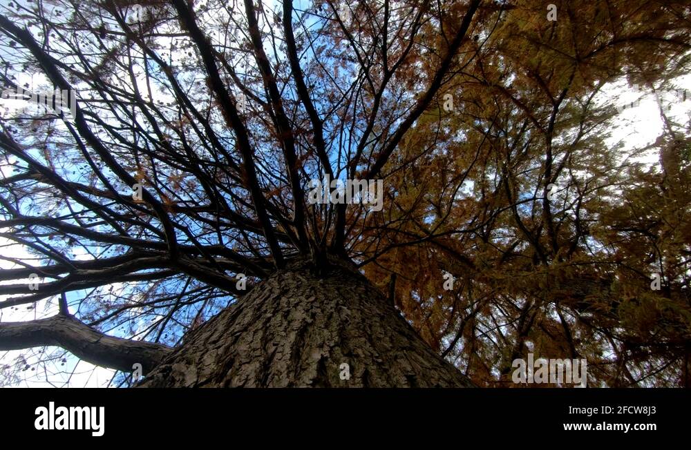 Low view tree canopy Stock Videos & Footage - HD and 4K Video Clips - Alamy
